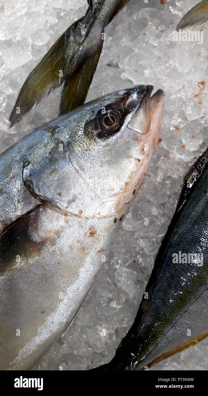 beautiful picture of Yellow Tailed Fish in Thai market Stock Photo - Alamy