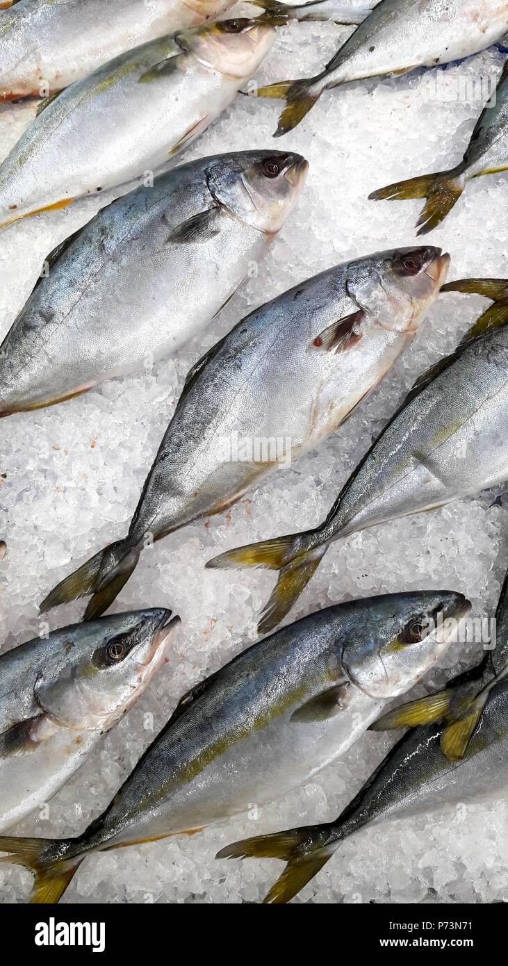 beautiful picture of Yellow Tailed Fish in Thai market Stock Photo - Alamy