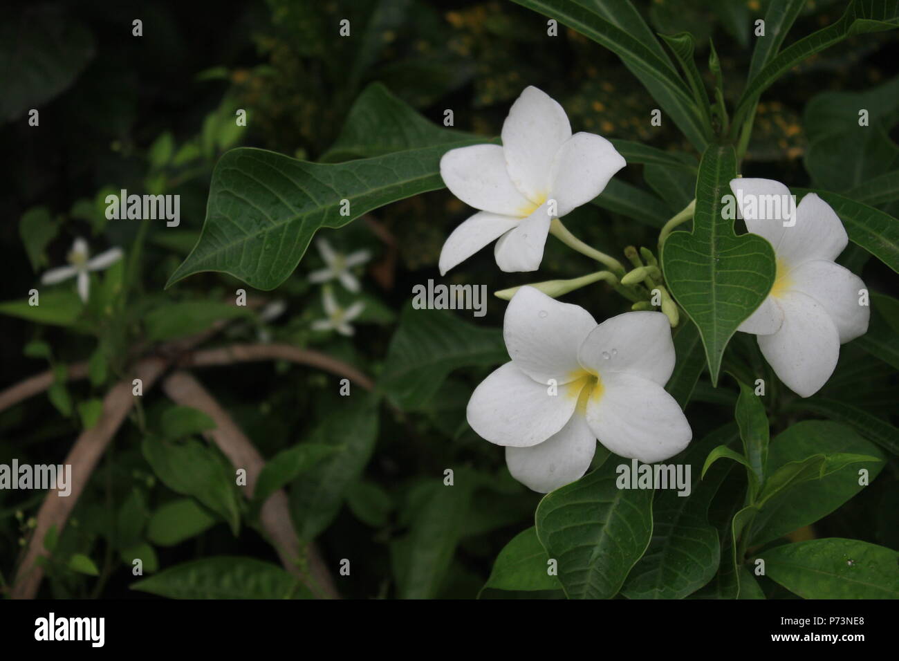 White golap hi-res stock photography and images - Alamy