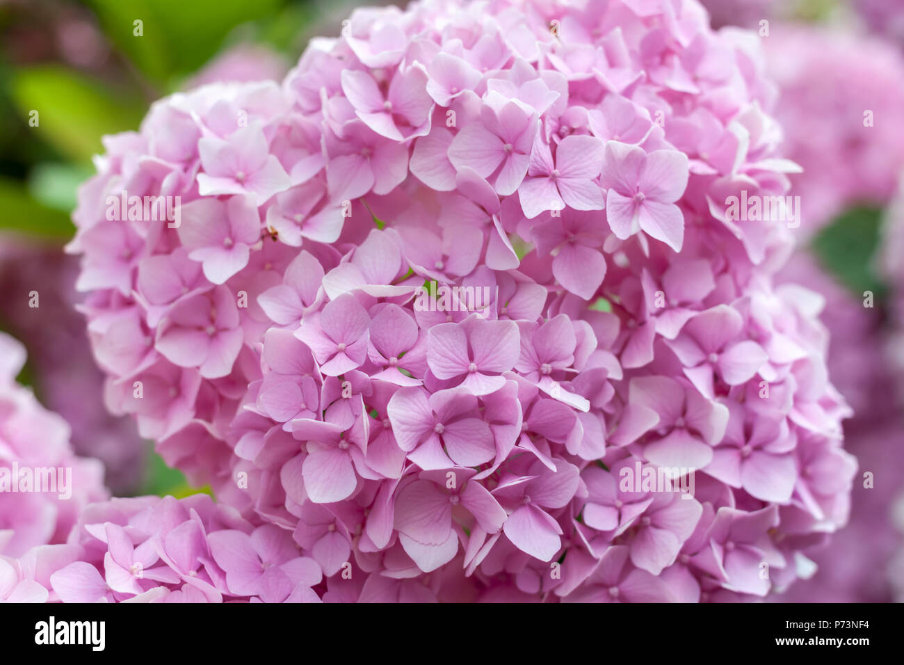 colorful blooming hydrangea background Stock Photo - Alamy