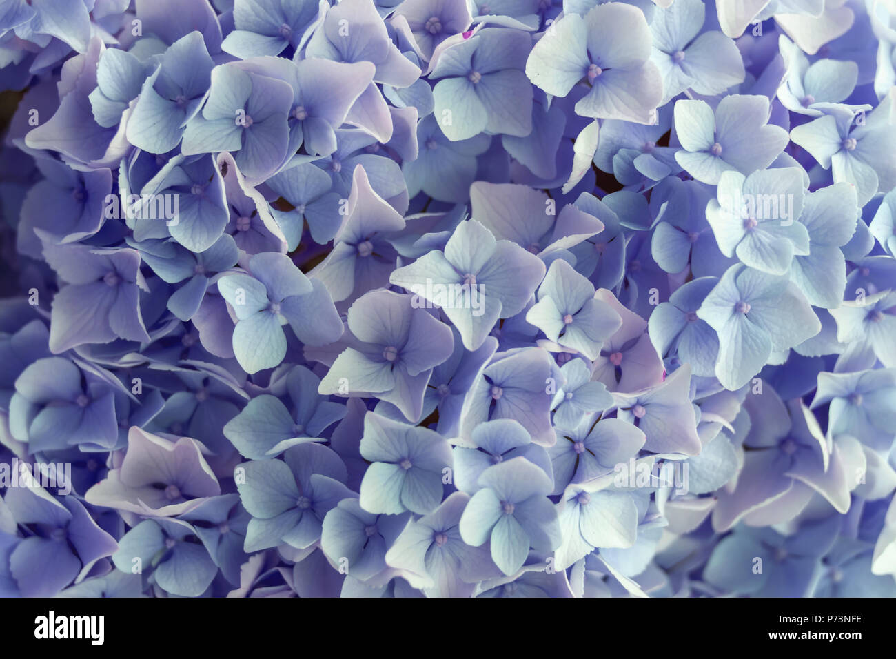 colorful blooming hydrangea background Stock Photo - Alamy