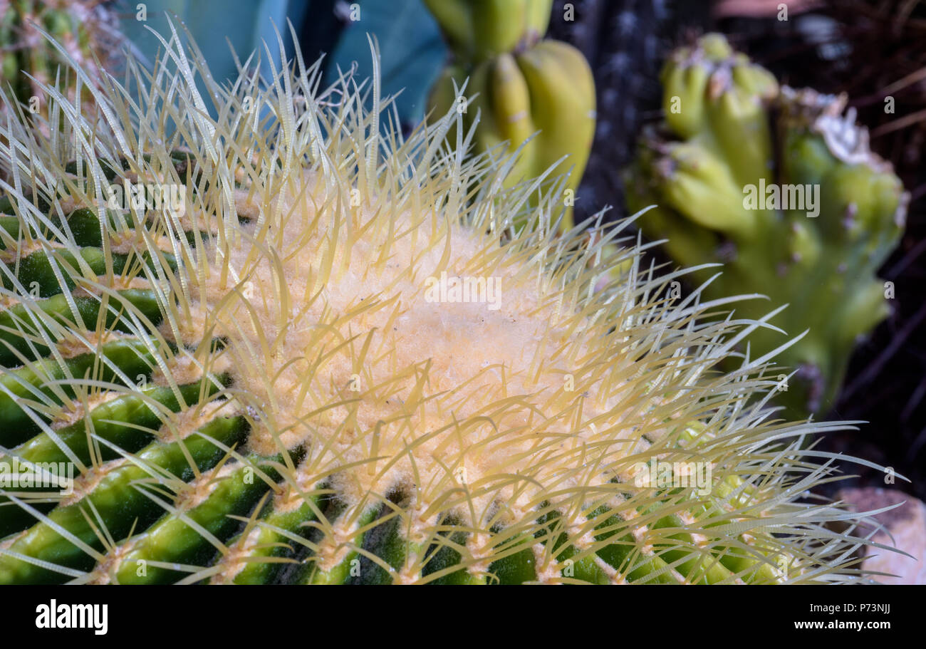Still life colorl macro portrait of a large golden ball cactus with ...
