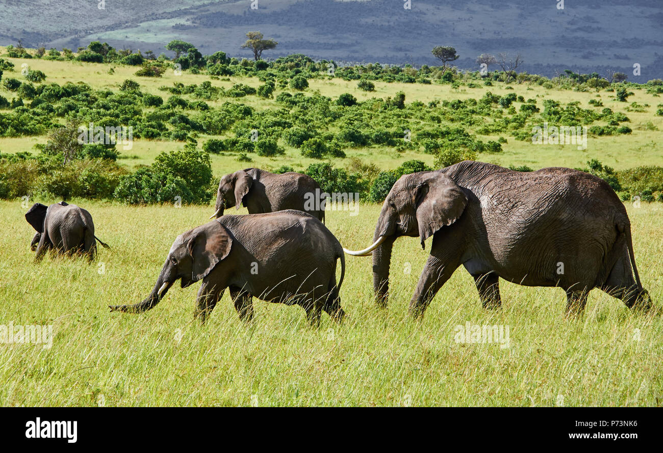 African elephant walking close wildlife hi-res stock photography and ...