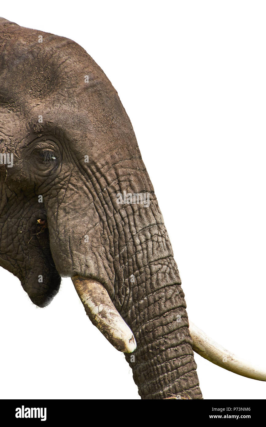 African Elephant Head Profile