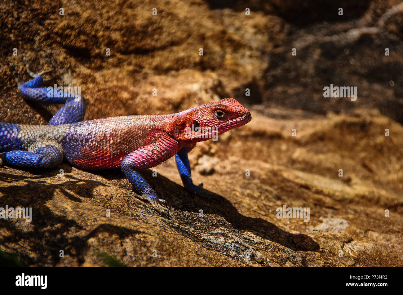 Red headed agame hi-res stock photography and images - Alamy