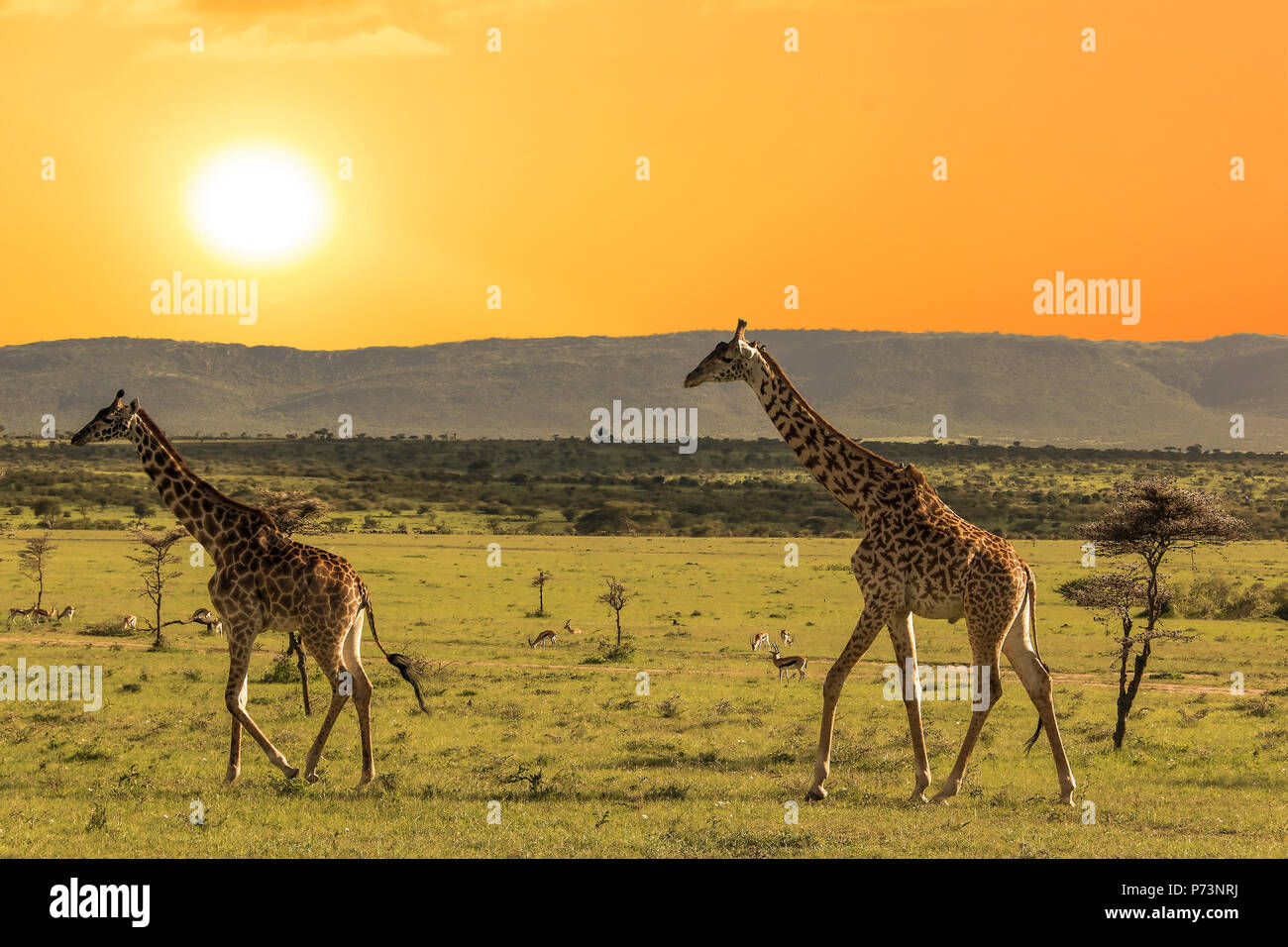 Savannah Sunset Giraffe