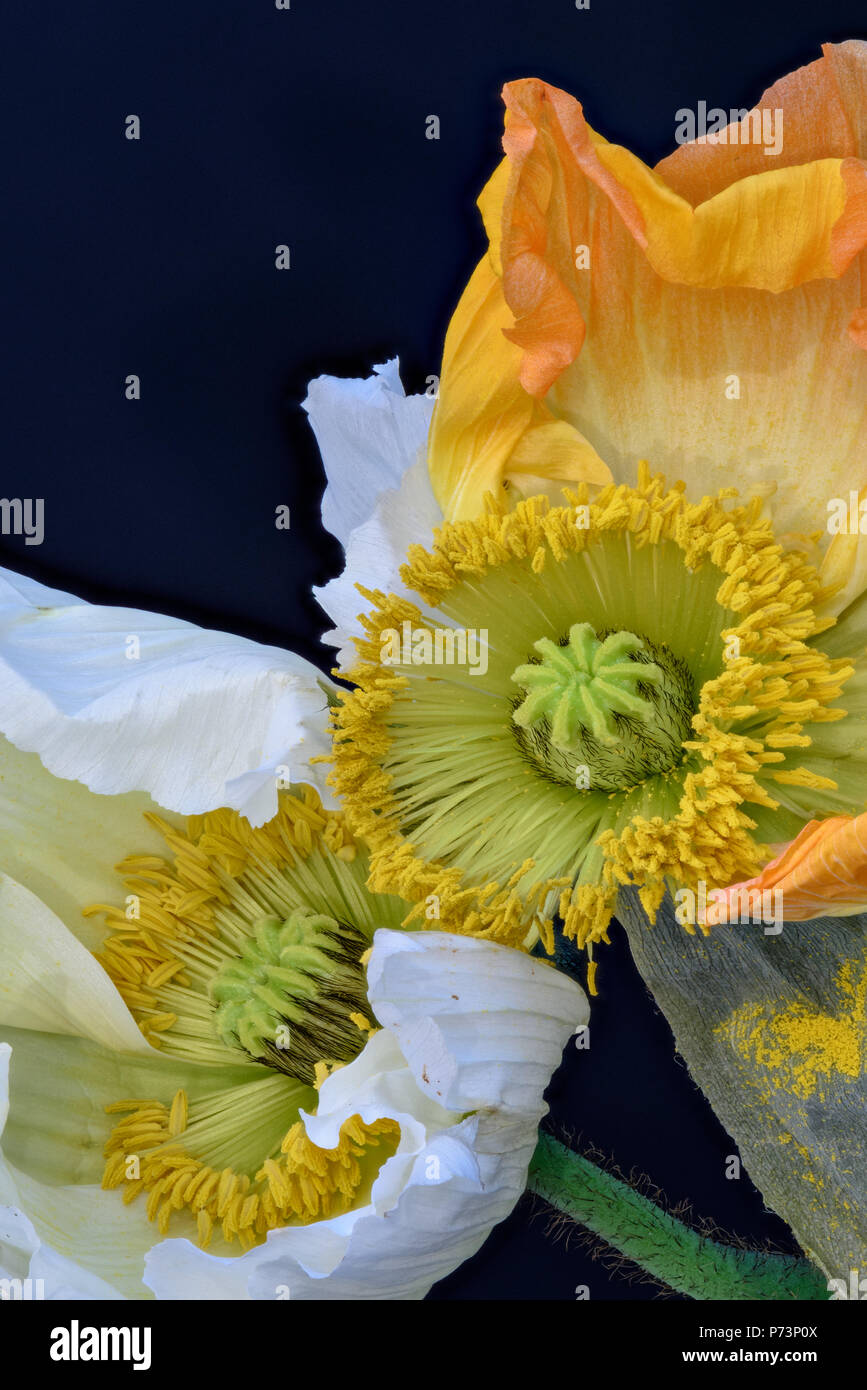 Fading together hi-res stock photography and images - Alamy