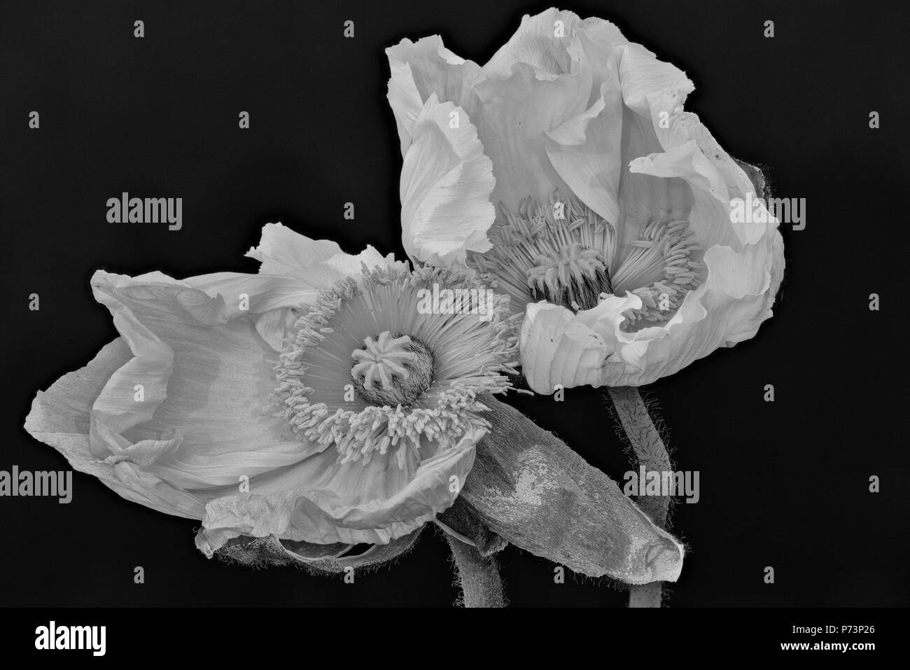 Floral fine art still life monochrome macro flower portrait of a pair ...