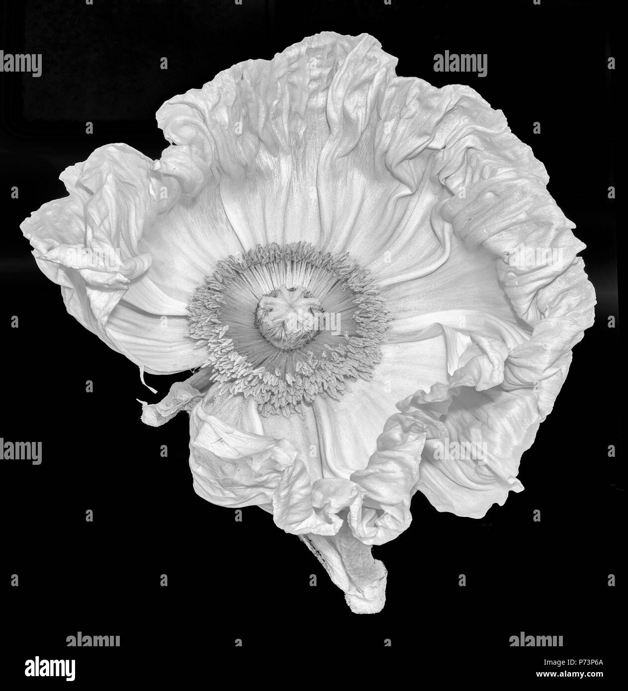 Floral fine art still life detailed monochrome macro flower portrait of ...