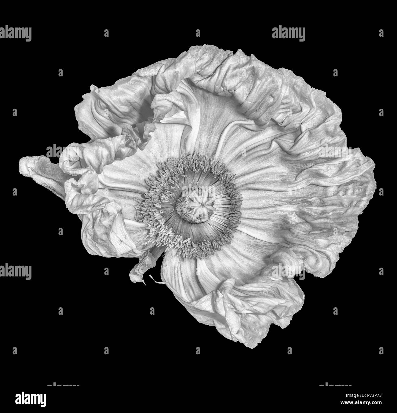 Floral fine art still life detailed monochrome macro flower portrait of ...