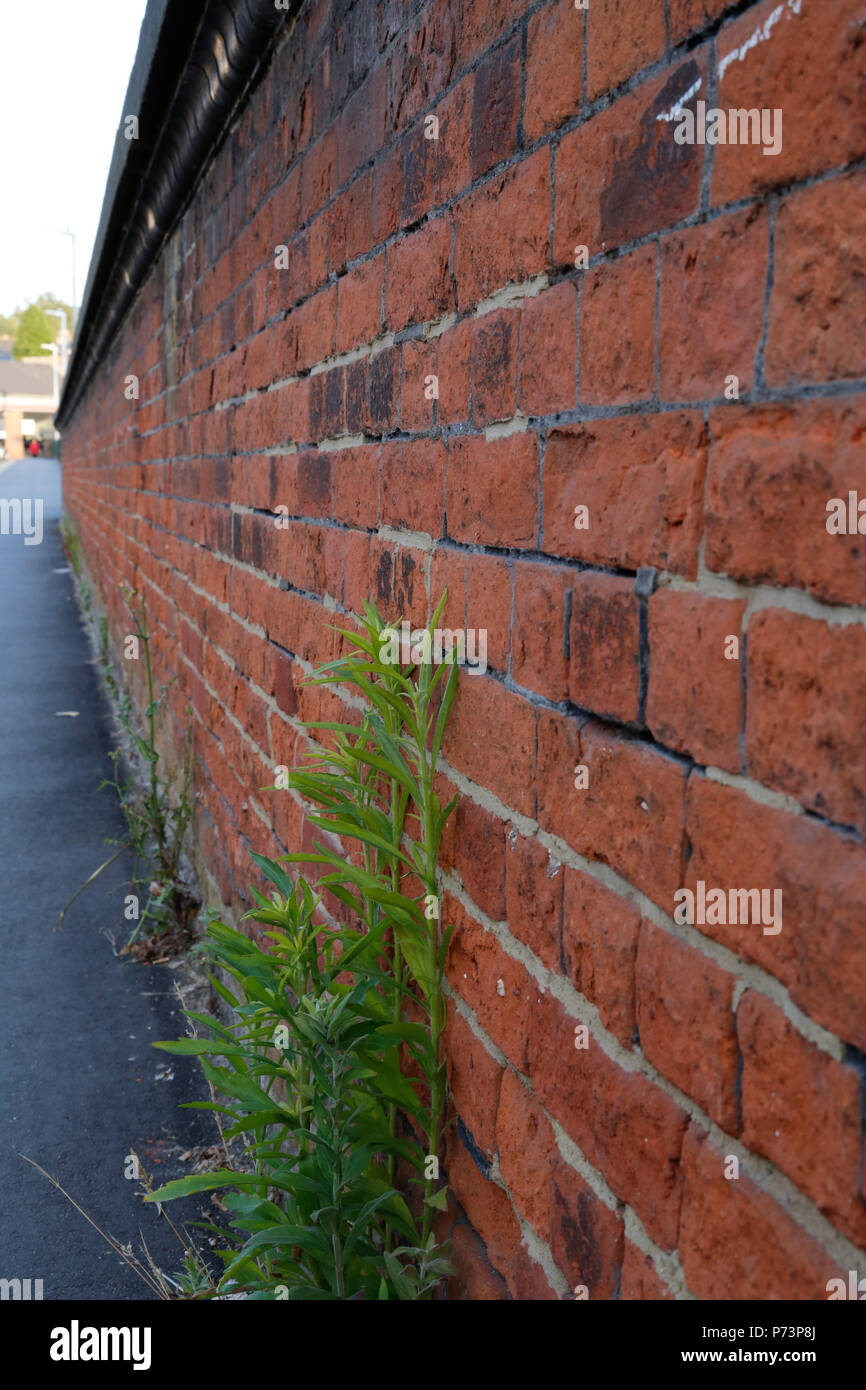 Brick wall with weed Stock Photo - Alamy