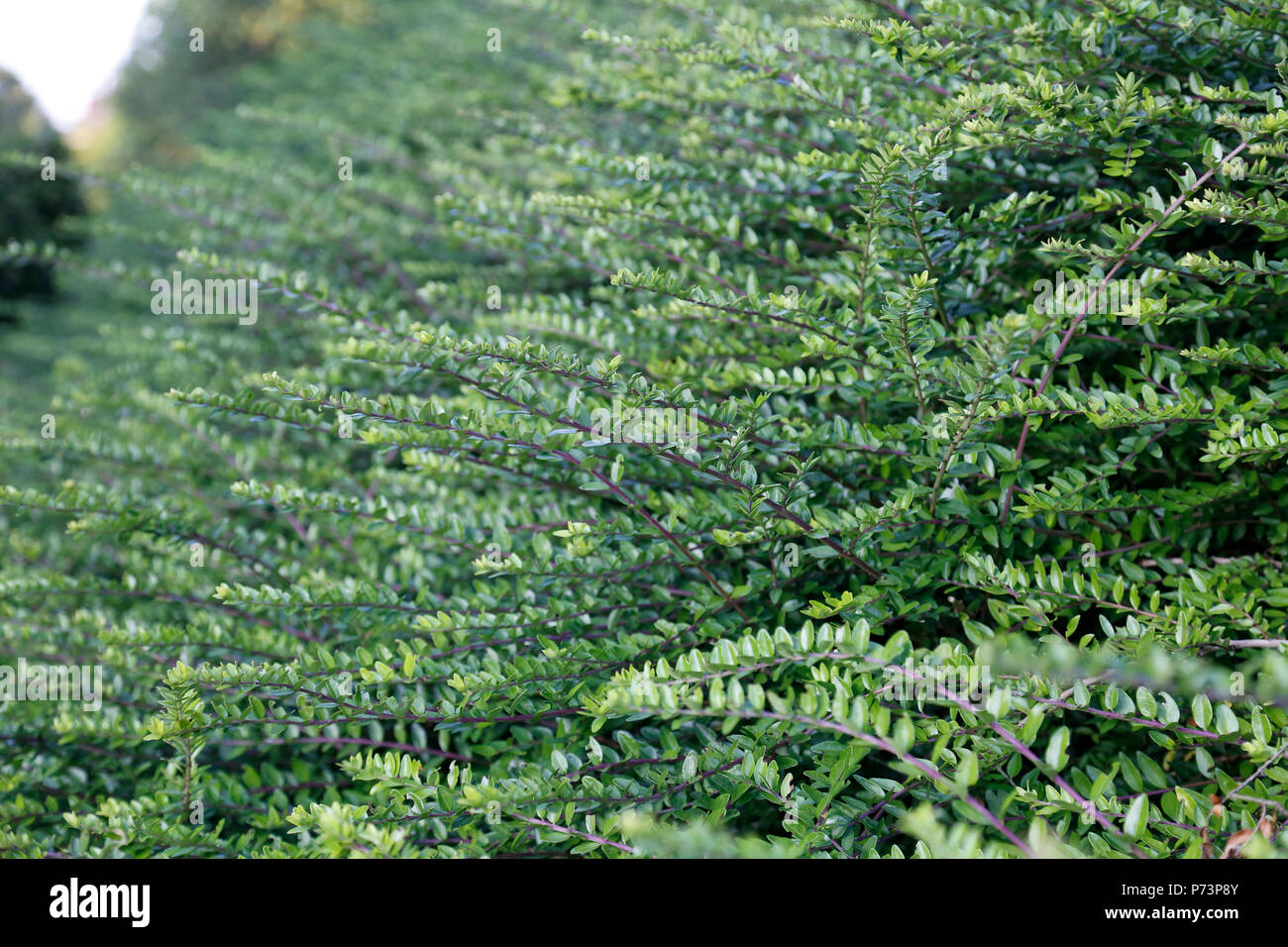 Privet hedge hi-res stock photography and images - Alamy