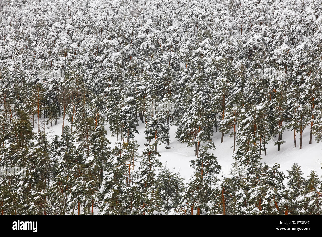 Winter mountain pinewood forest snowy landscape. Navacerrada, Spain ...