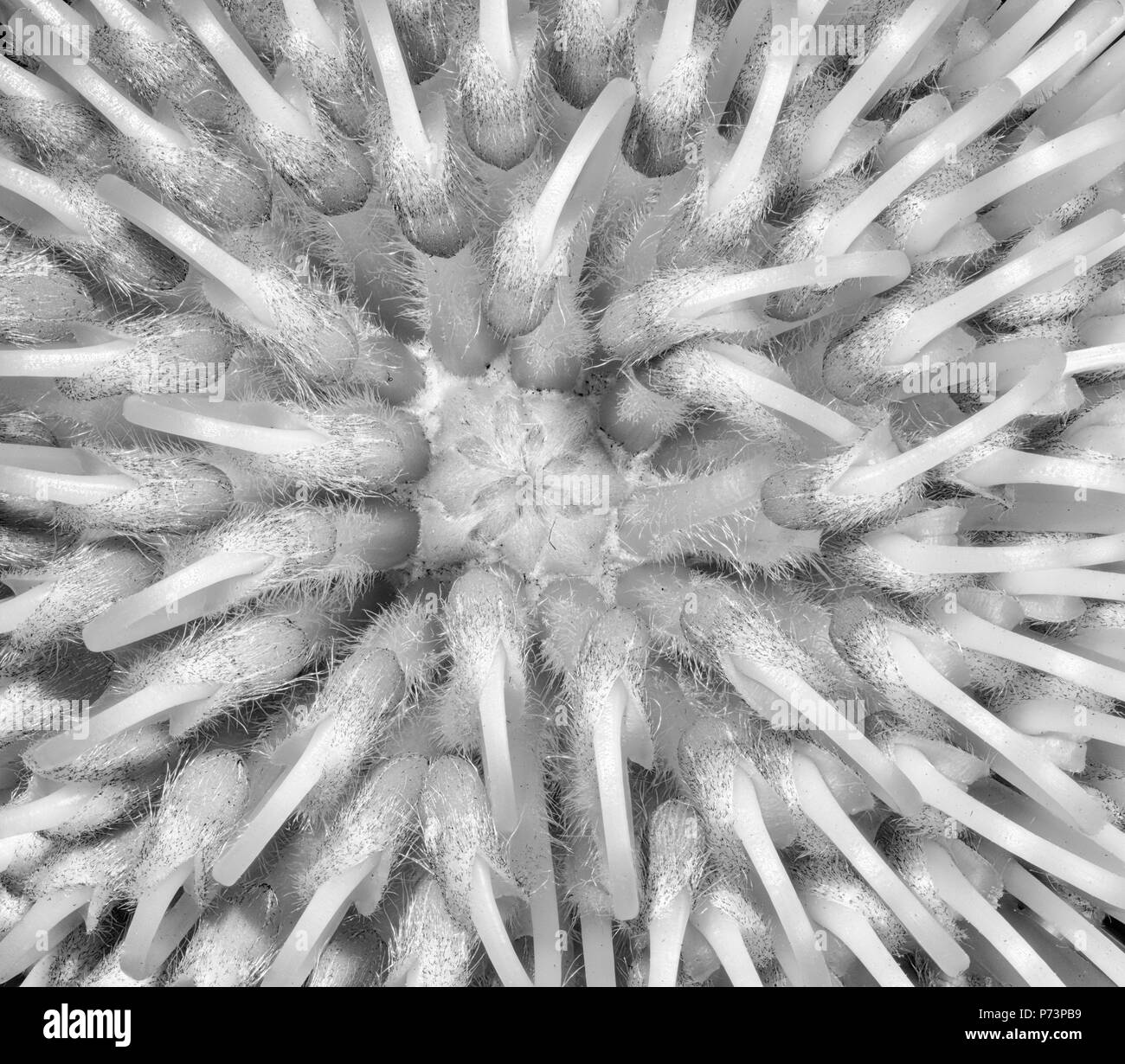 Inner bloom Black and White Stock Photos & Images - Alamy