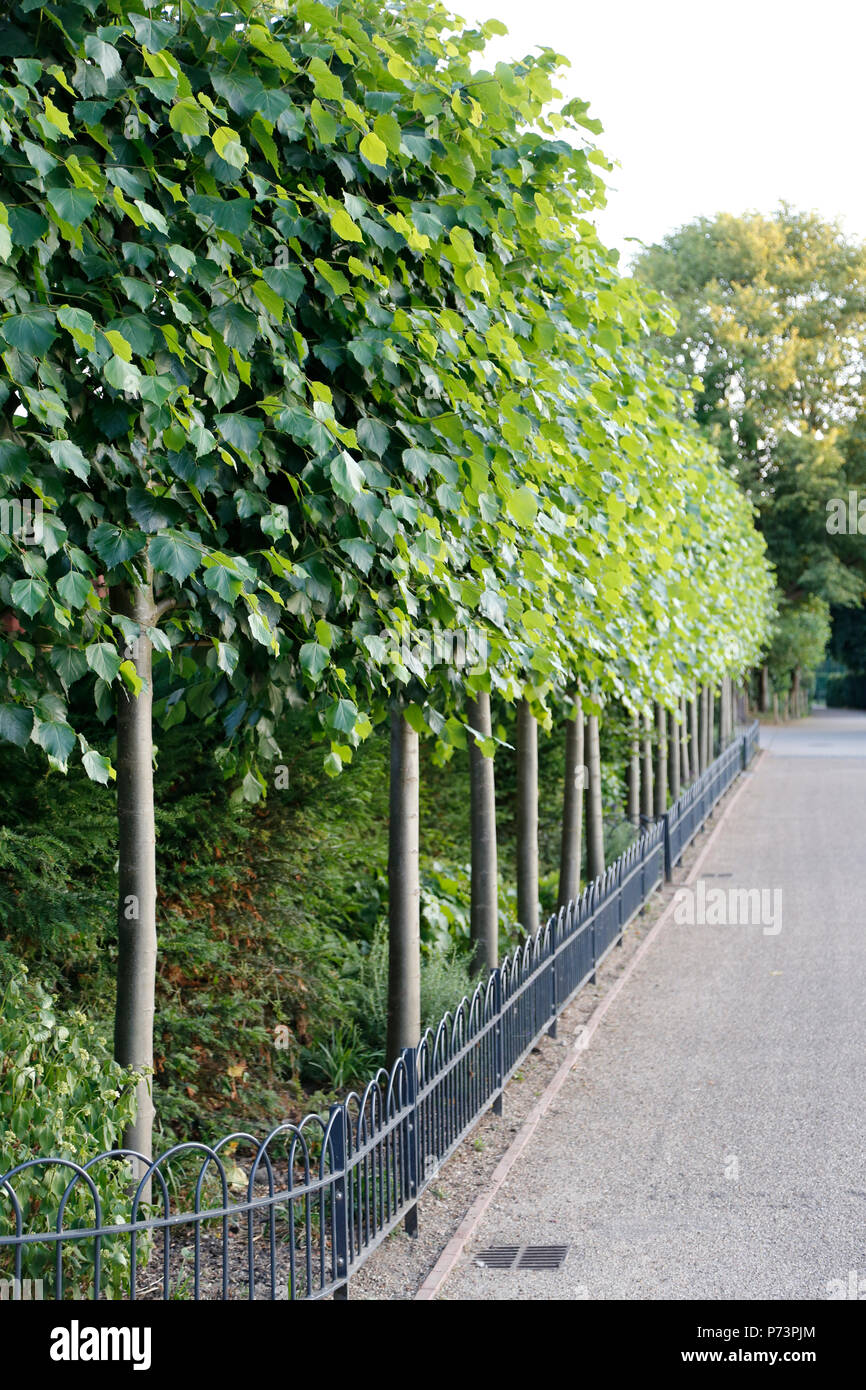 Row of trees along park path Stock Photo - Alamy