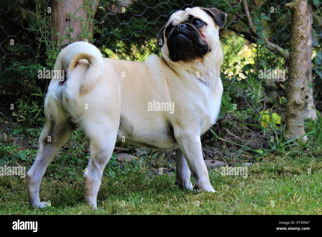 One year old boy in the garden hi-res stock photography and images - Alamy
