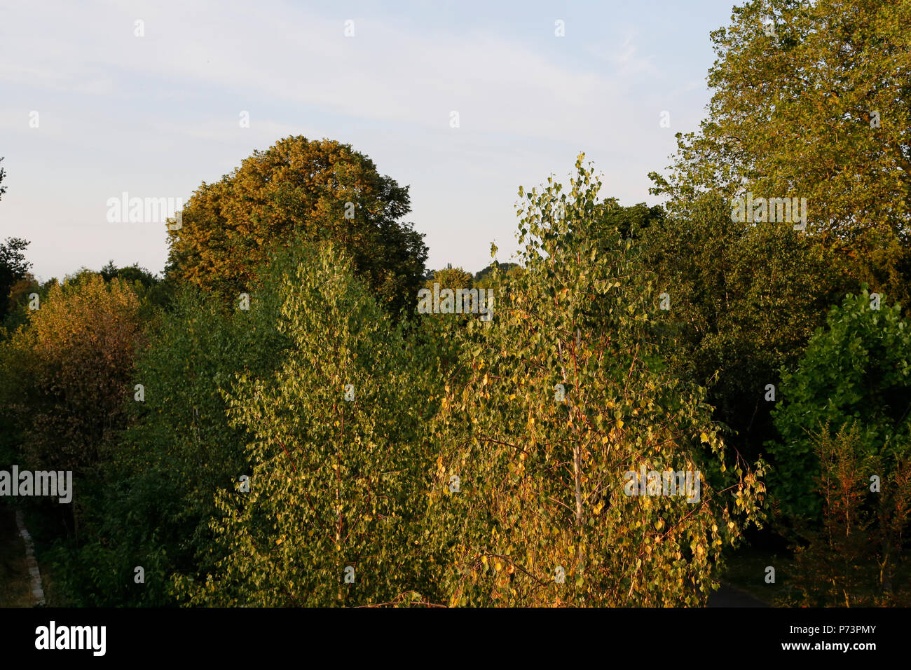 Golden tree tops hi-res stock photography and images - Alamy