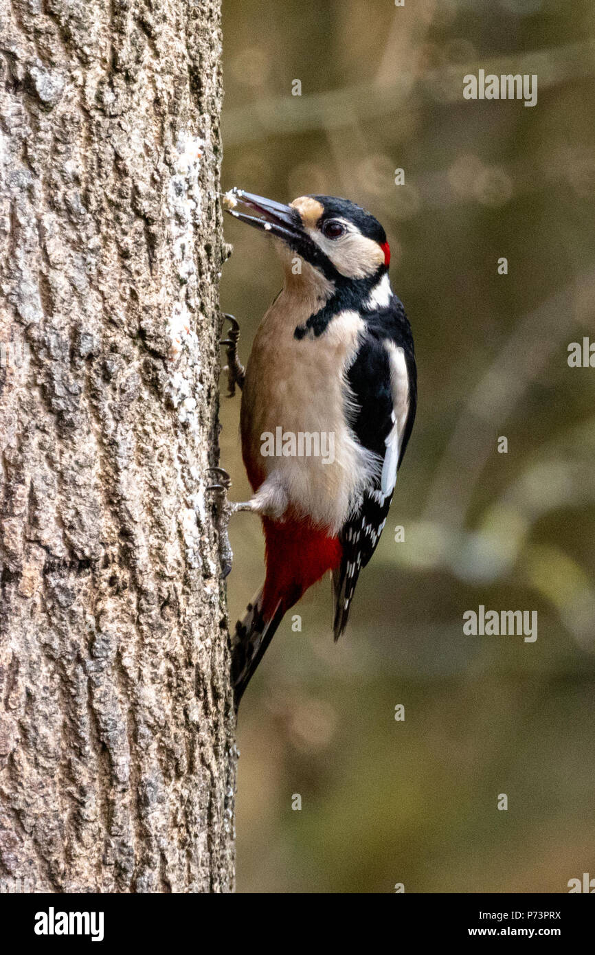 Side view of a great spotted woodpecker (Dendrocopos major) feeding on ...