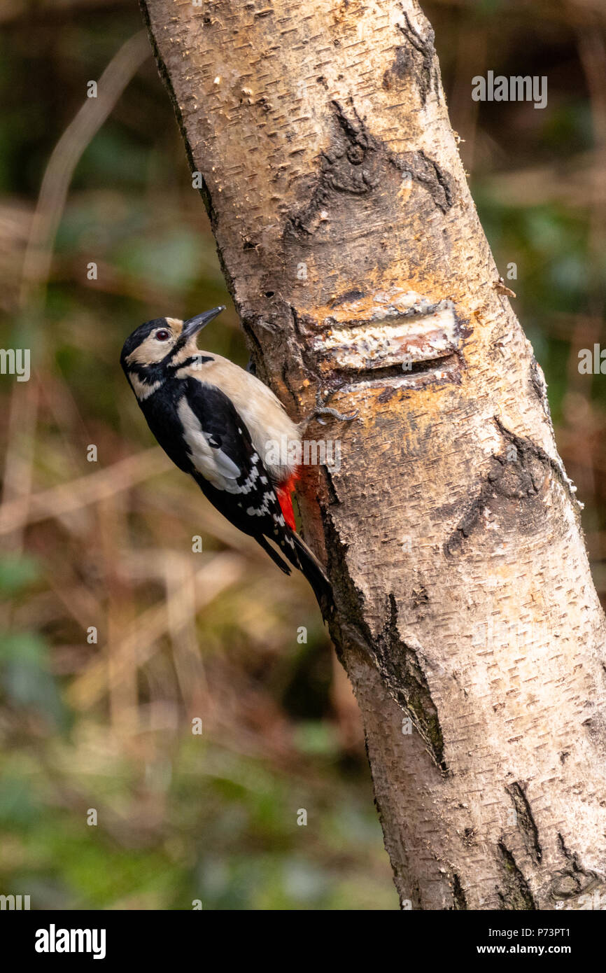 Side view of a great spotted woodpecker (Dendrocopos major) feeding on ...