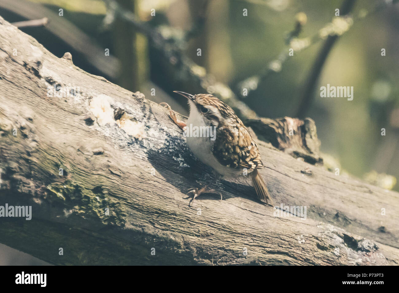 Eurasian treecreeper isolated hi-res stock photography and images - Alamy