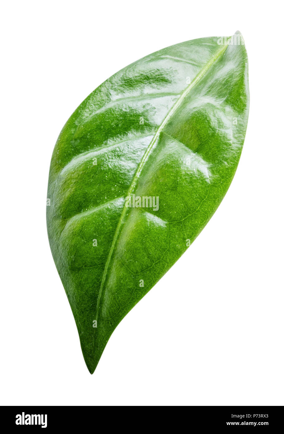 Coffee leaf isolated on white background Stock Photo - Alamy