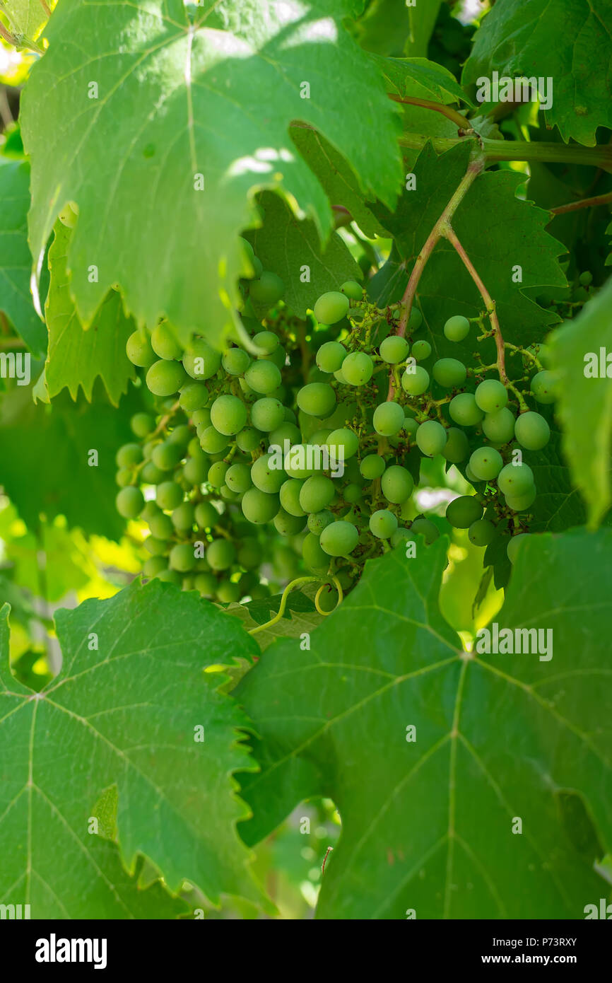 Immature bunch of grapes hi-res stock photography and images - Alamy