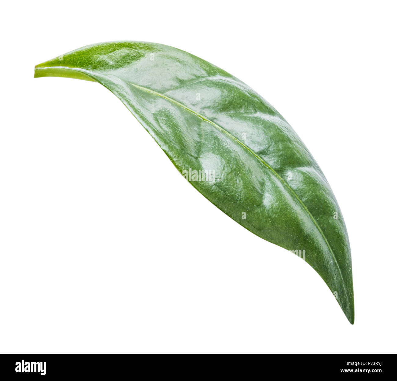 Coffee leaf isolated on white background Stock Photo - Alamy