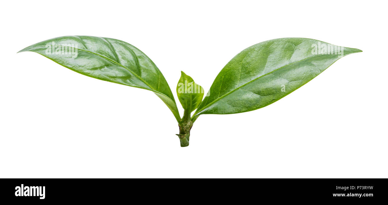 Coffee leaf isolated on white background Stock Photo - Alamy