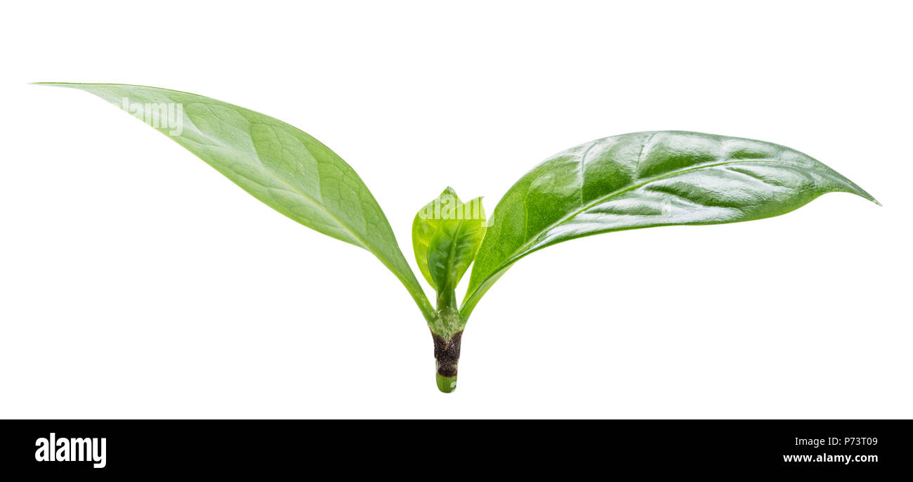Coffee leaf isolated on white background Stock Photo - Alamy