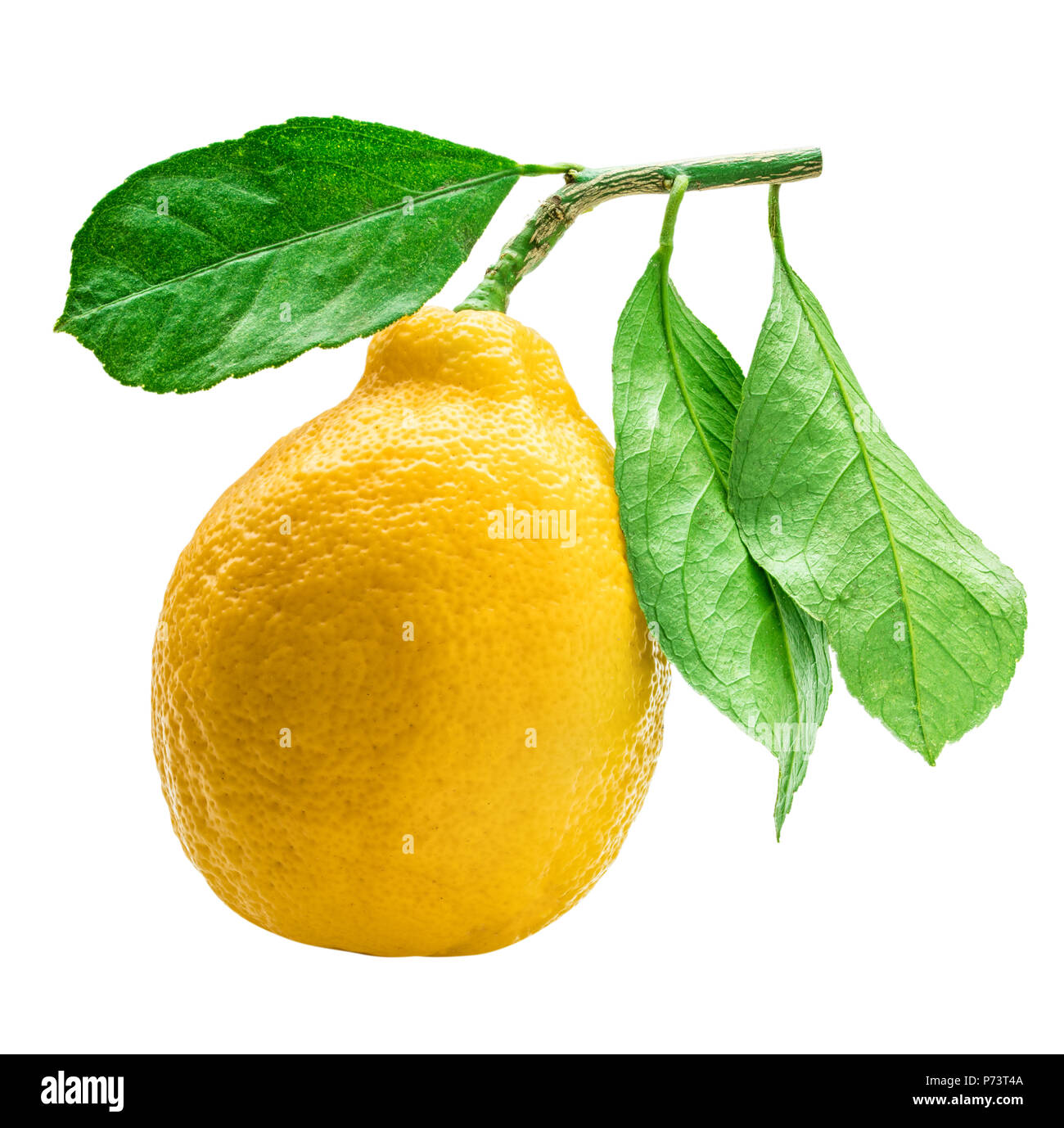 Lemon with green leaf isolated on white background Stock Photo - Alamy