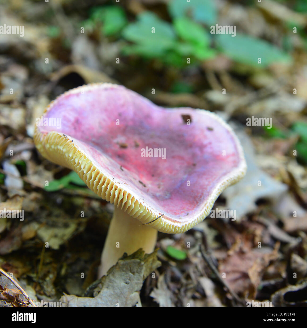 Russula olivacea hi-res stock photography and images - Alamy