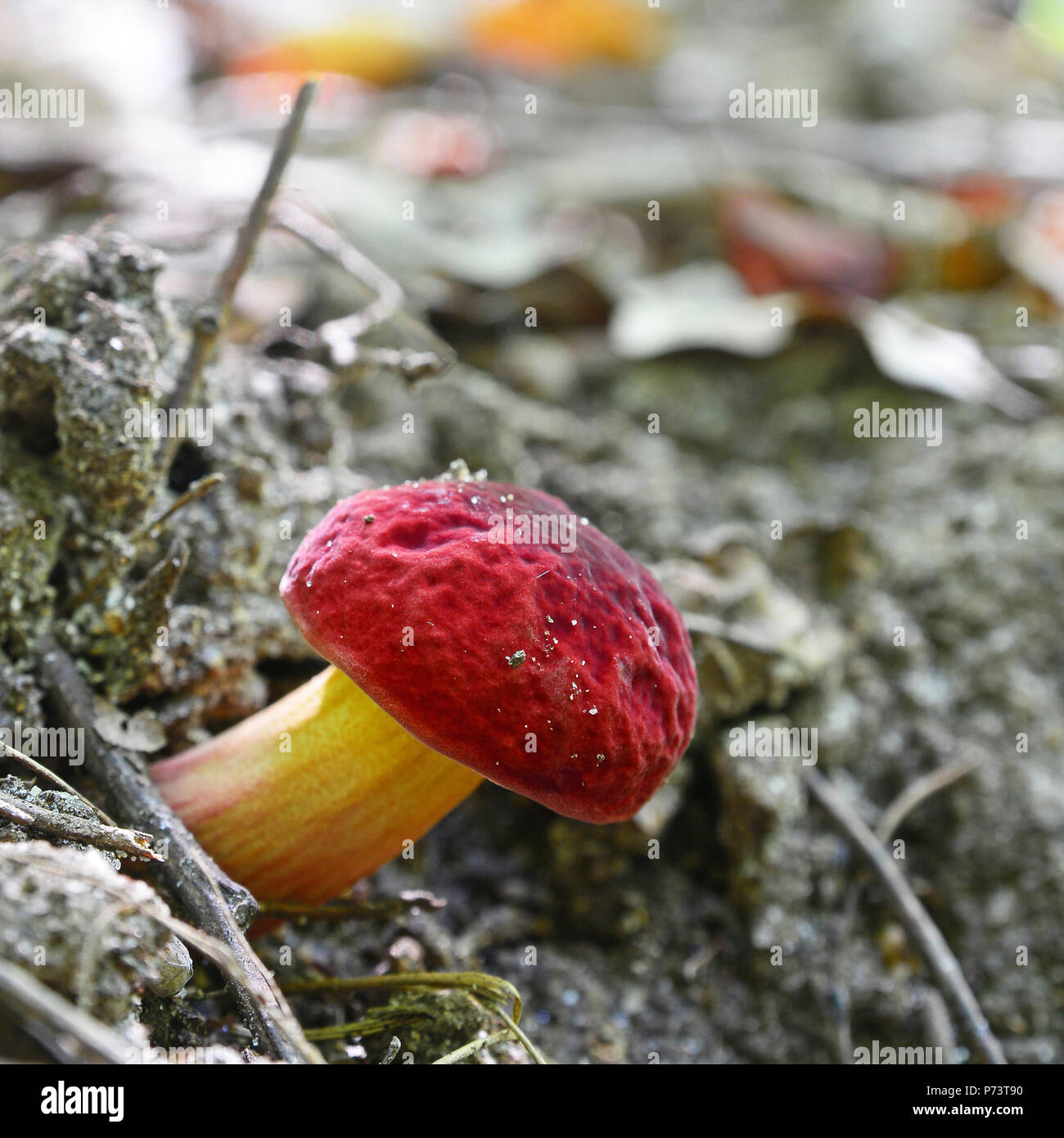 Xerocomus versicolor hi-res stock photography and images - Alamy