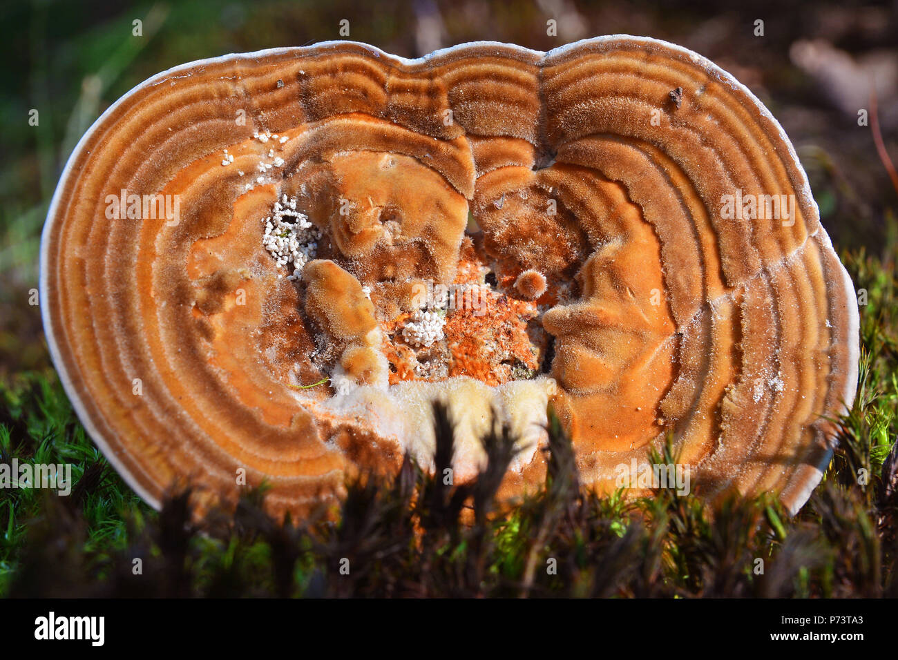 lenzites betulina mushroom, also known as the gilled polypore or birch ...