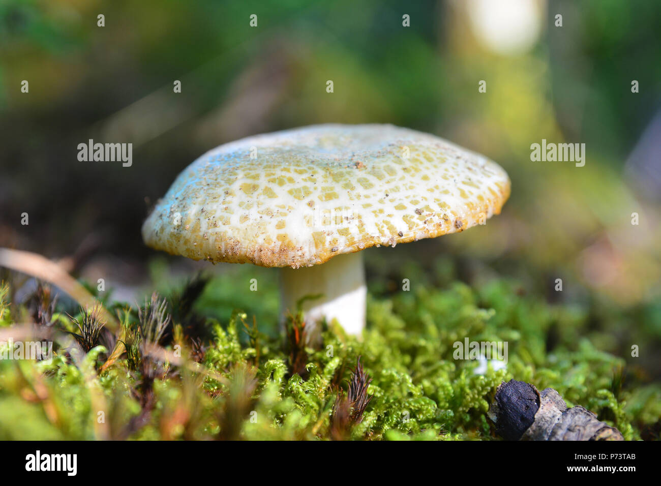 edible russula virescens mushroom in the forest Stock Photo - Alamy