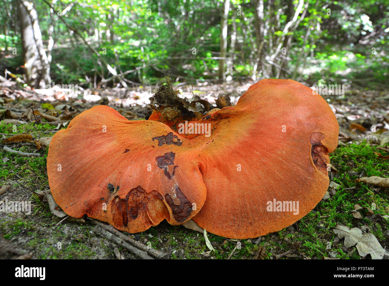 fistulina hepatica mushroom, also known as the ox tongue or beefsteak ...