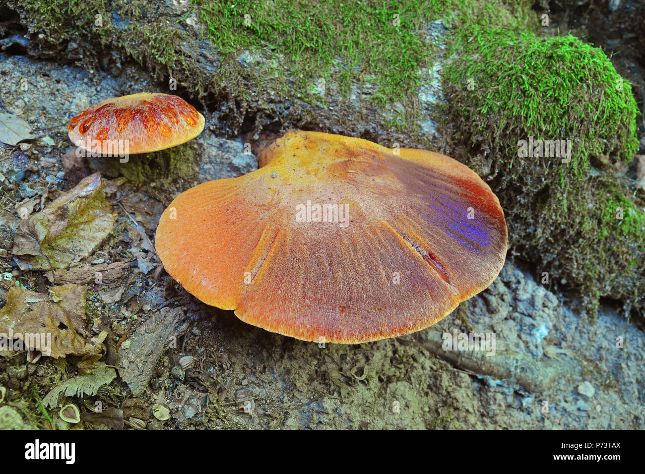fistulina hepatica mushroom, also known as the ox tongue or beefsteak ...