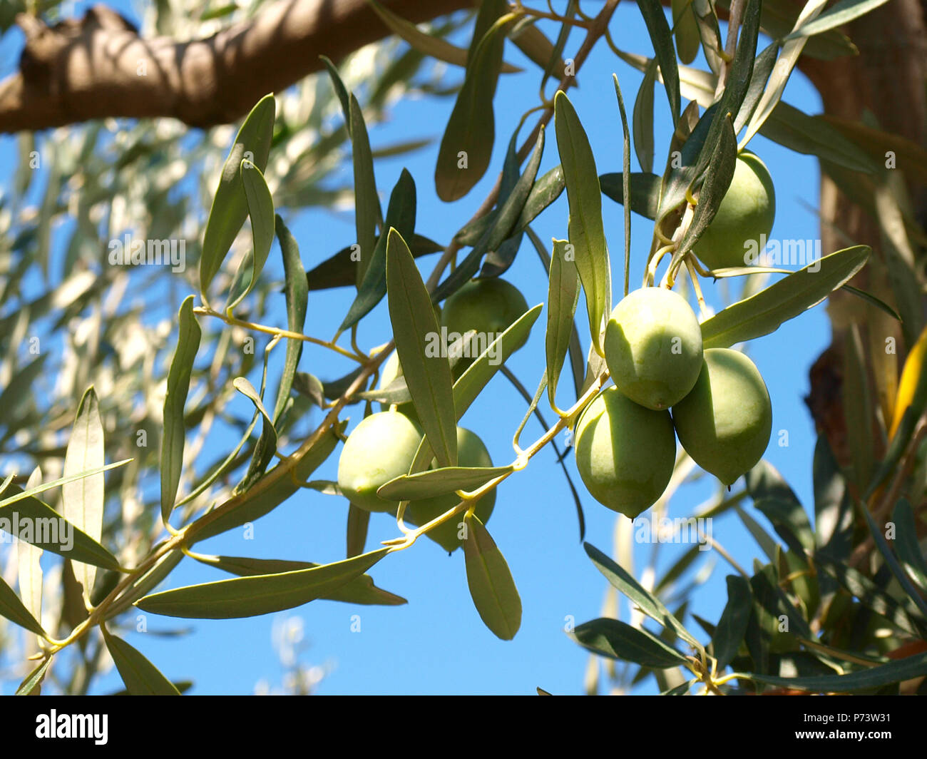 Olives in tree hi-res stock photography and images - Alamy