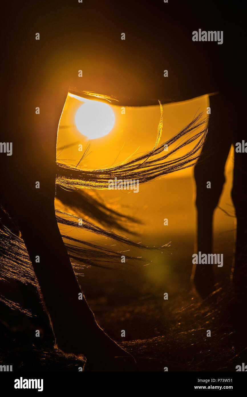 Tail tails between legs hi-res stock photography and images - Alamy