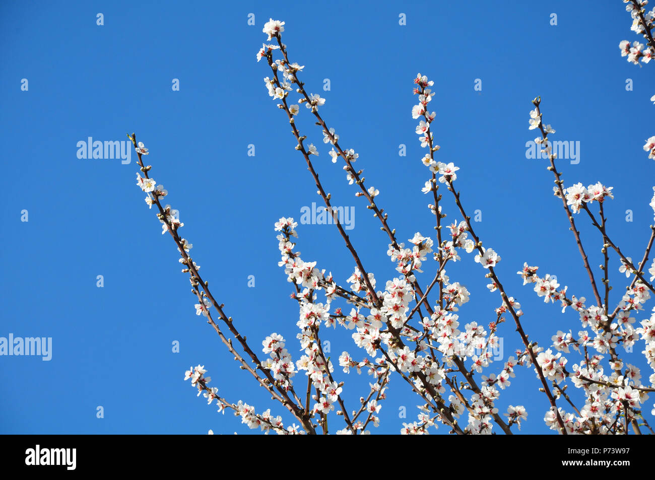 Branches of apricot fruit hi-res stock photography and images - Alamy