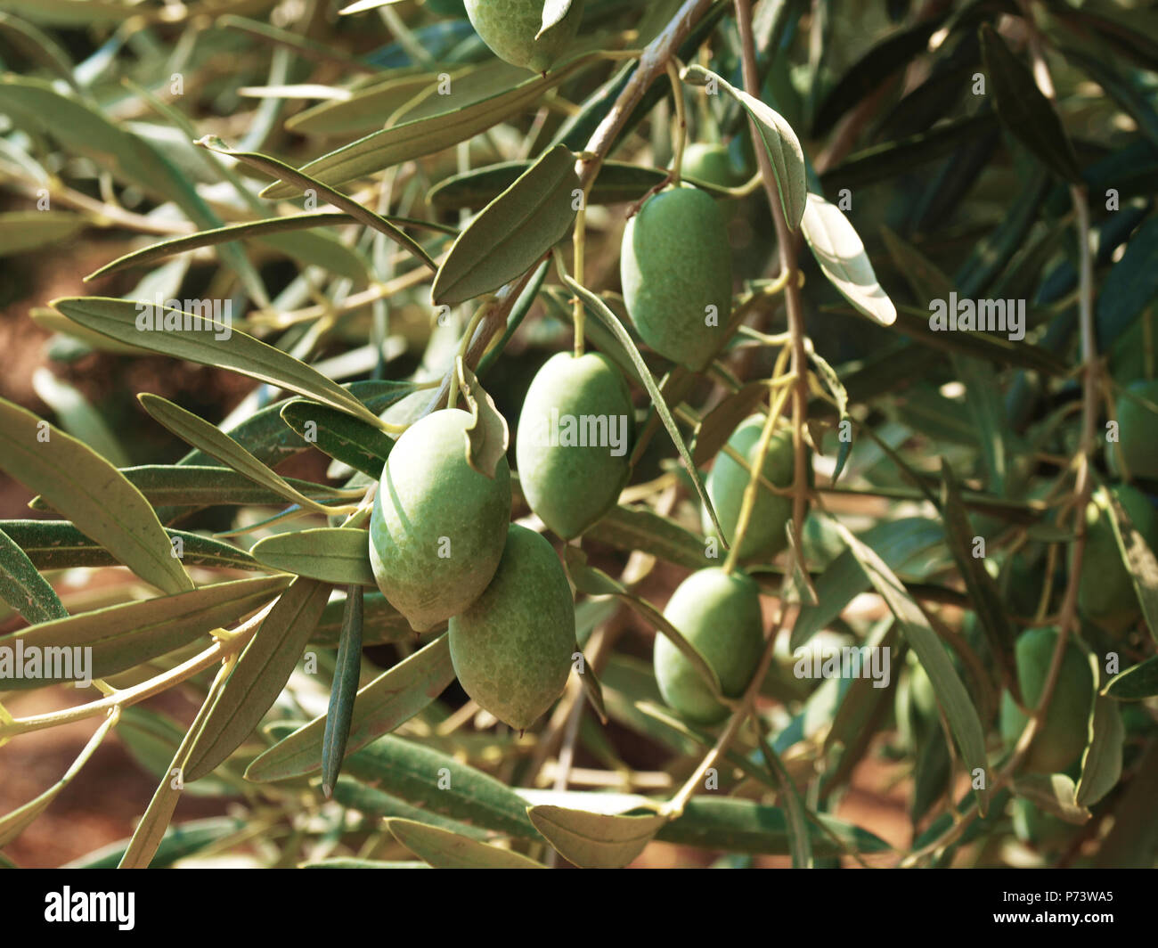 Olive builds hi-res stock photography and images - Alamy
