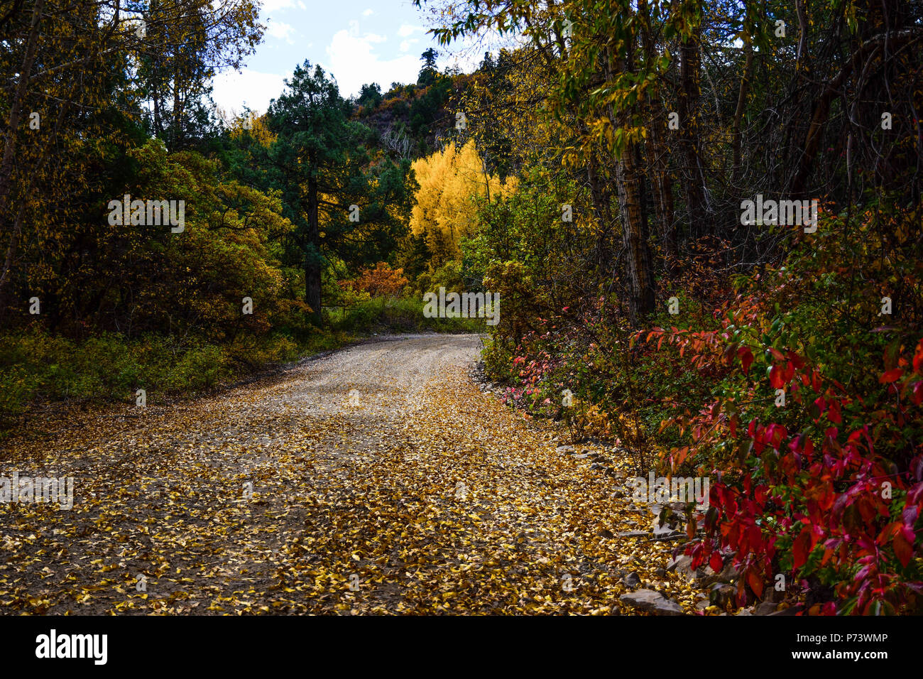 Country Road in Rural Colorado Displaying Beautiful Fall Colors Stock ...