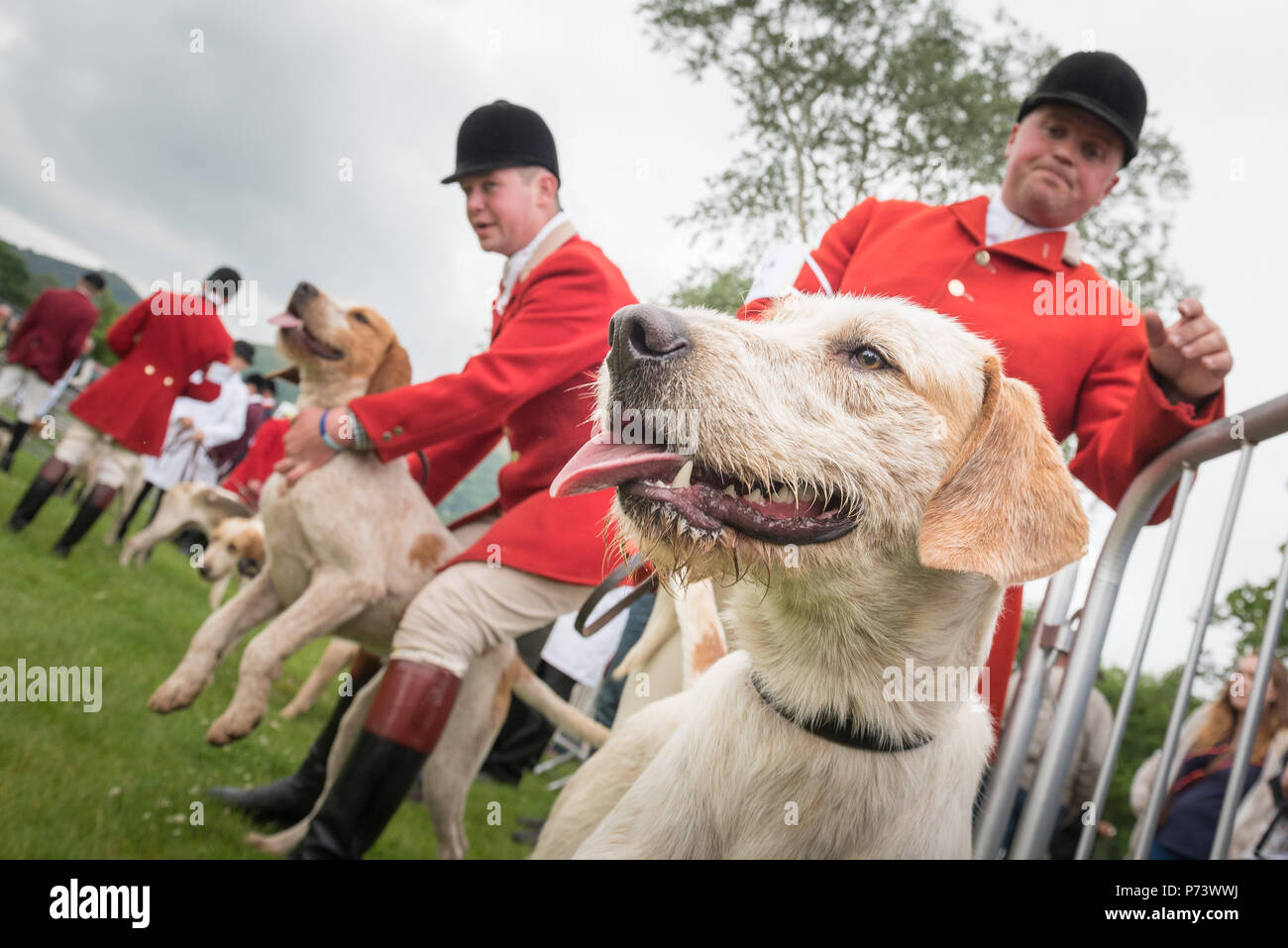 Three Counties Showground, Worcestershire, UK. 18th June, 2016. Hounds ...