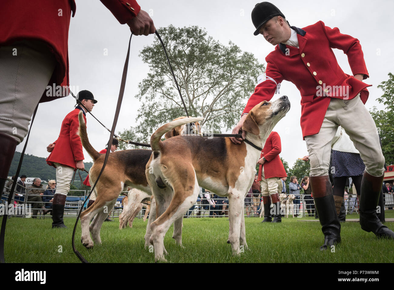 Three Counties Showground, Worcestershire, UK. 18th June, 2016. Hounds ...