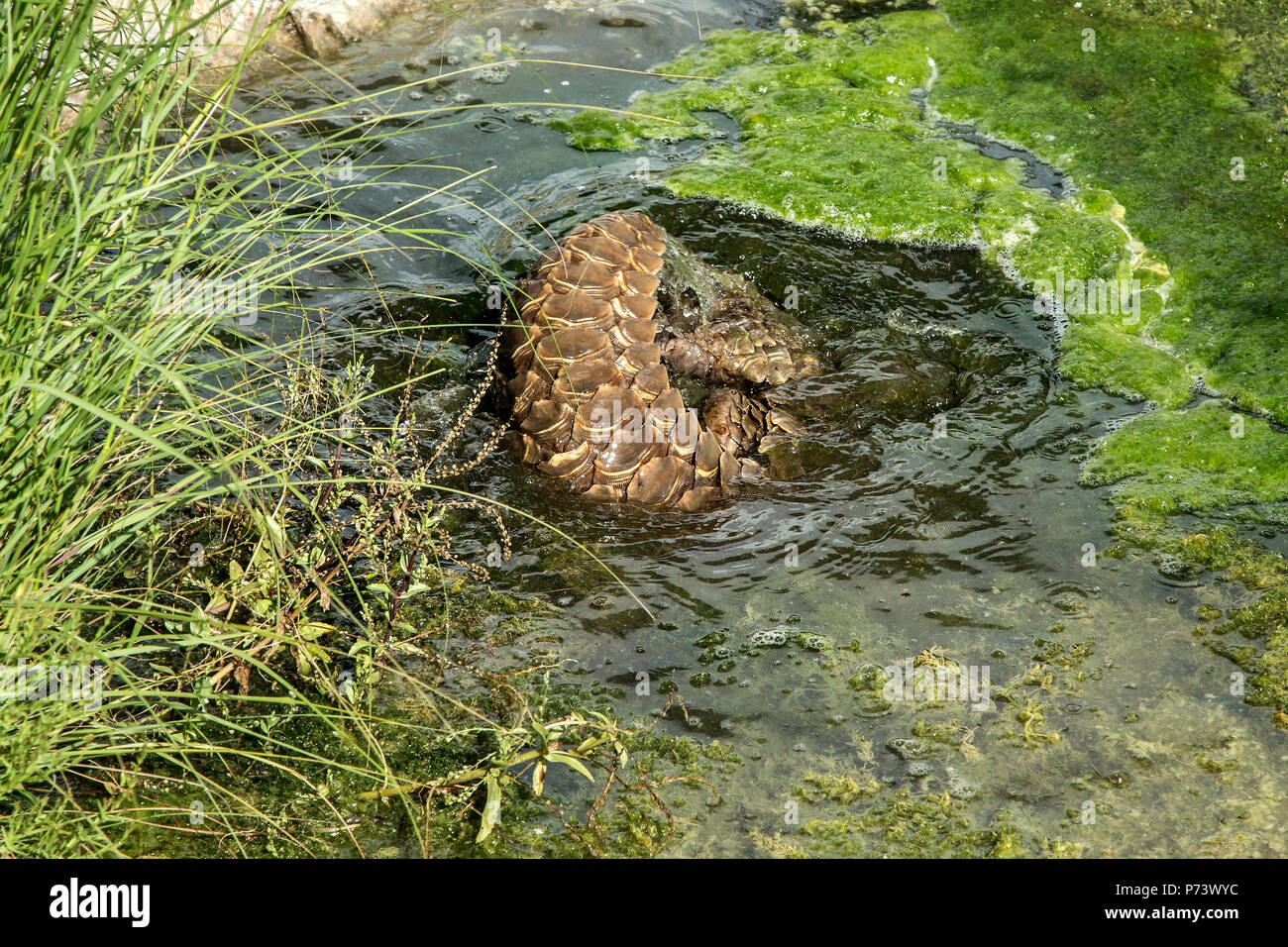 Cape or Temminck’s ground pangolin - Manis temminckii – is on the CITES ...