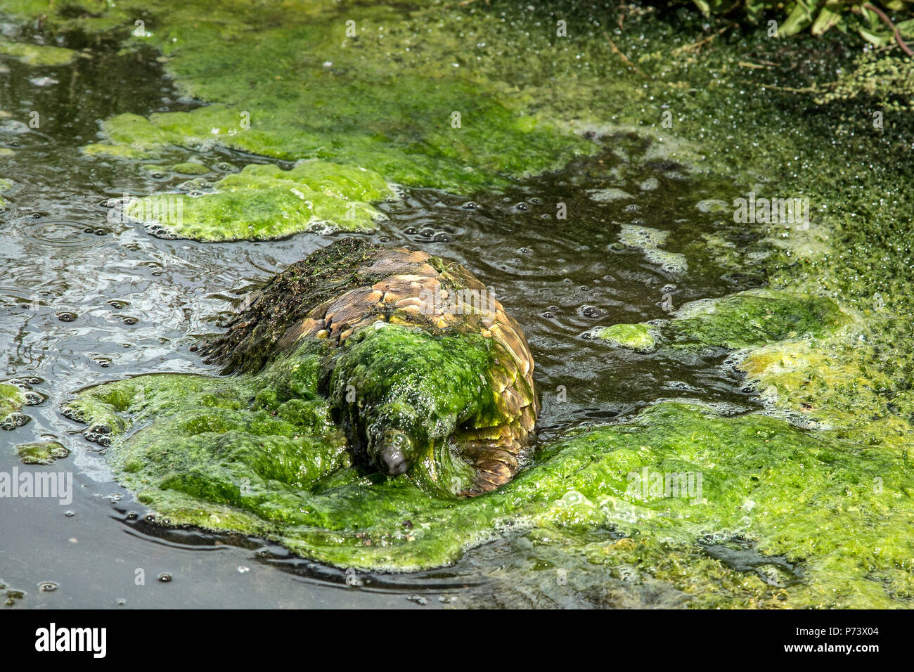 Cape or Temminck’s ground pangolin - Manis temminckii – is on the CITES ...