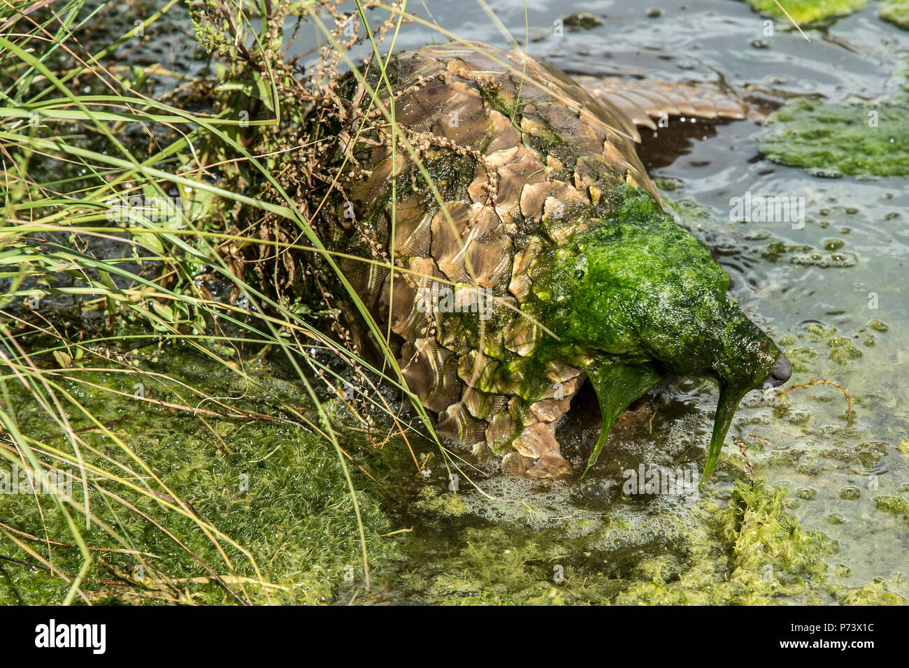 Cape or Temminck’s ground pangolin - Manis temminckii – is on the CITES ...