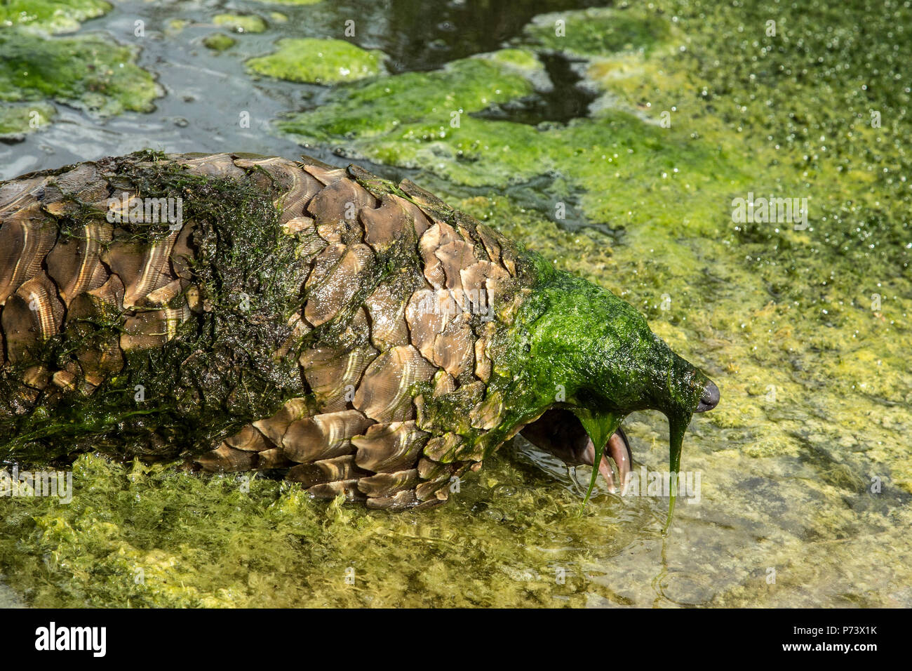 Cape or Temminck’s ground pangolin - Manis temminckii – is on the CITES ...