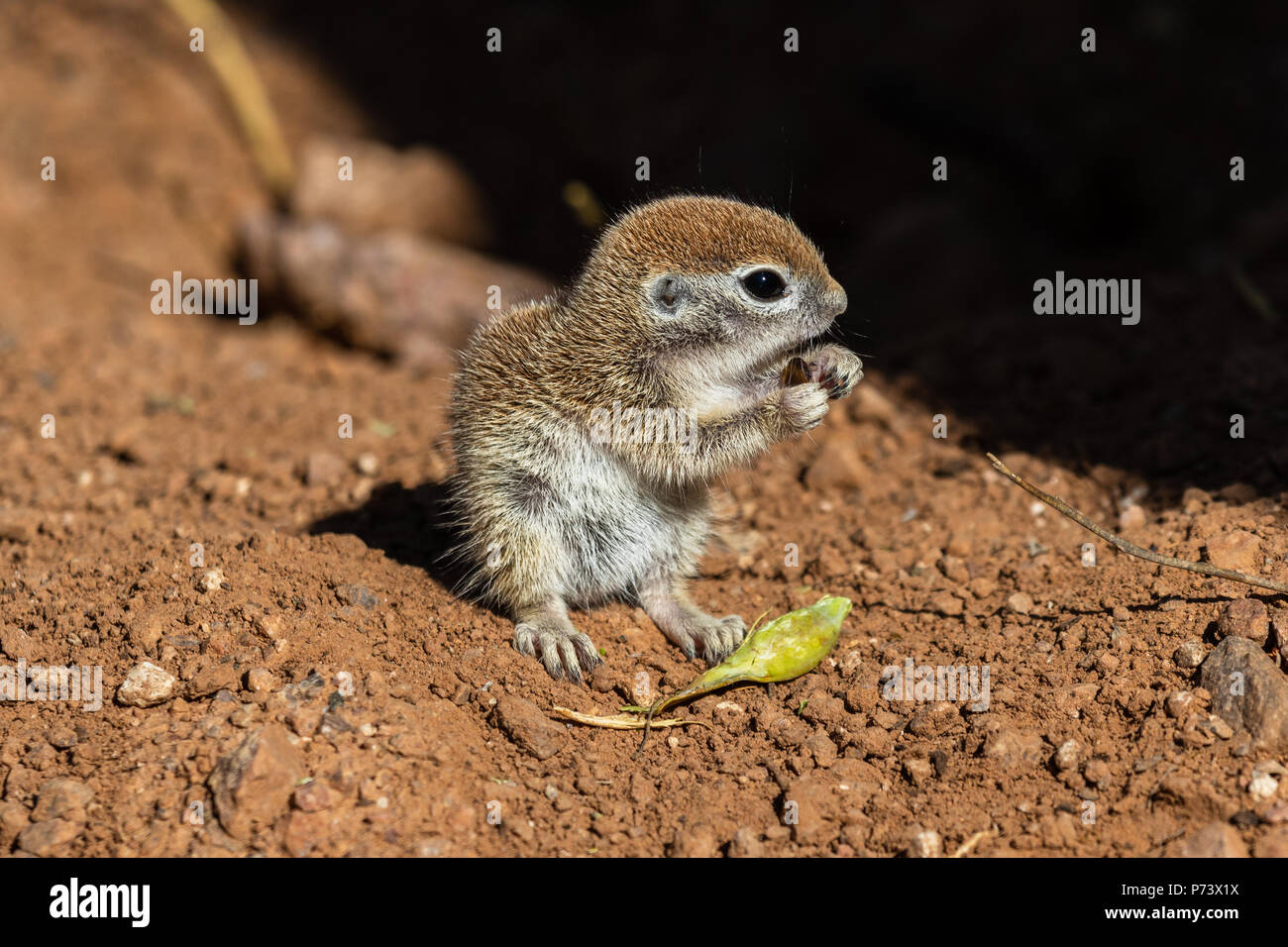 Young Round-tailed ground squirrel (xerospemuphilus tereticaudus ...