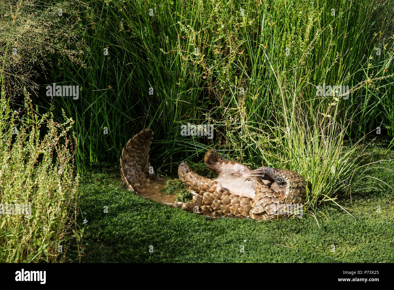 Cape or Temminck’s ground pangolin - Manis temminckii – is on the CITES ...