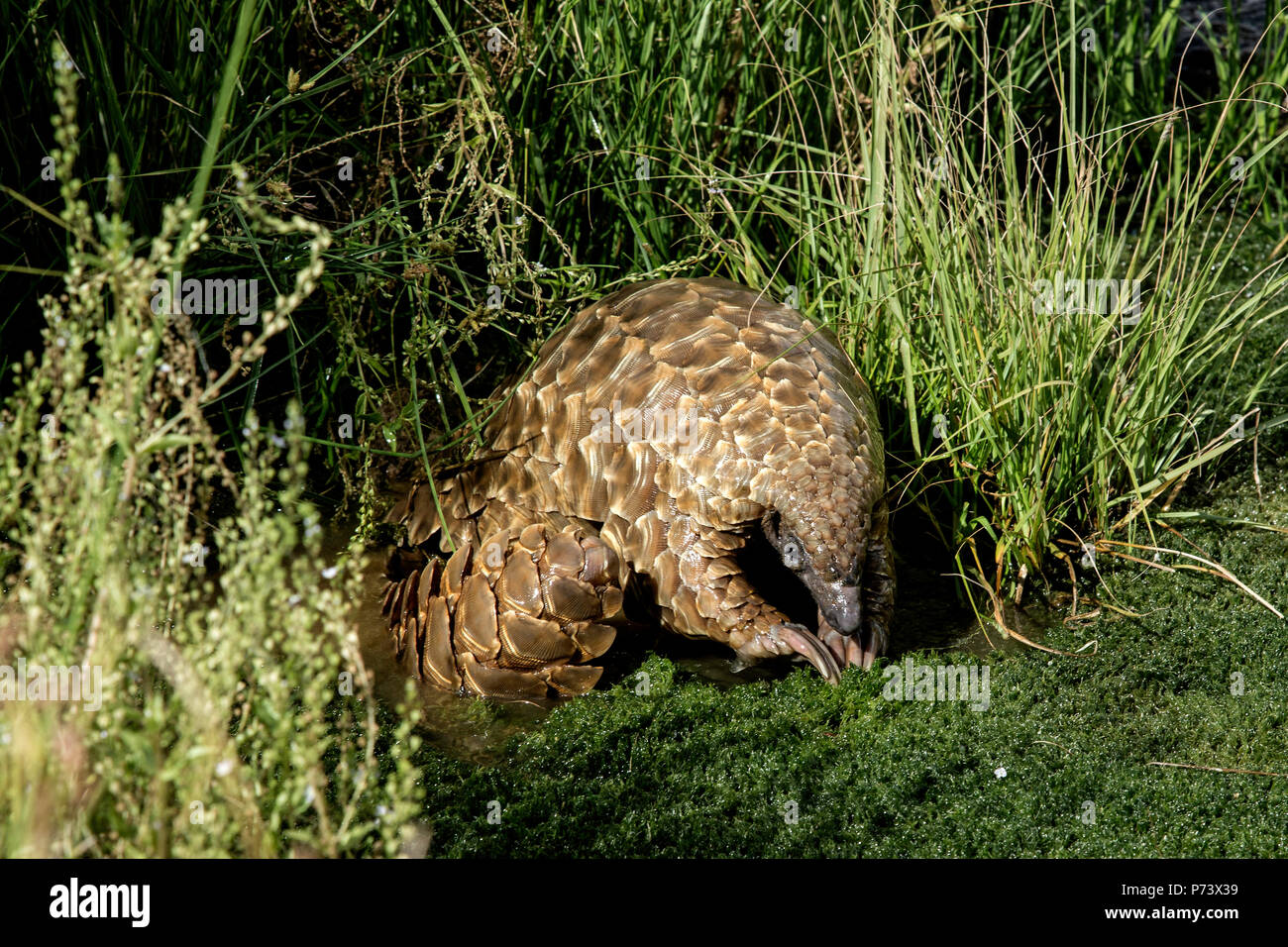 Cape or Temminck’s ground pangolin - Manis temminckii – is on the CITES ...